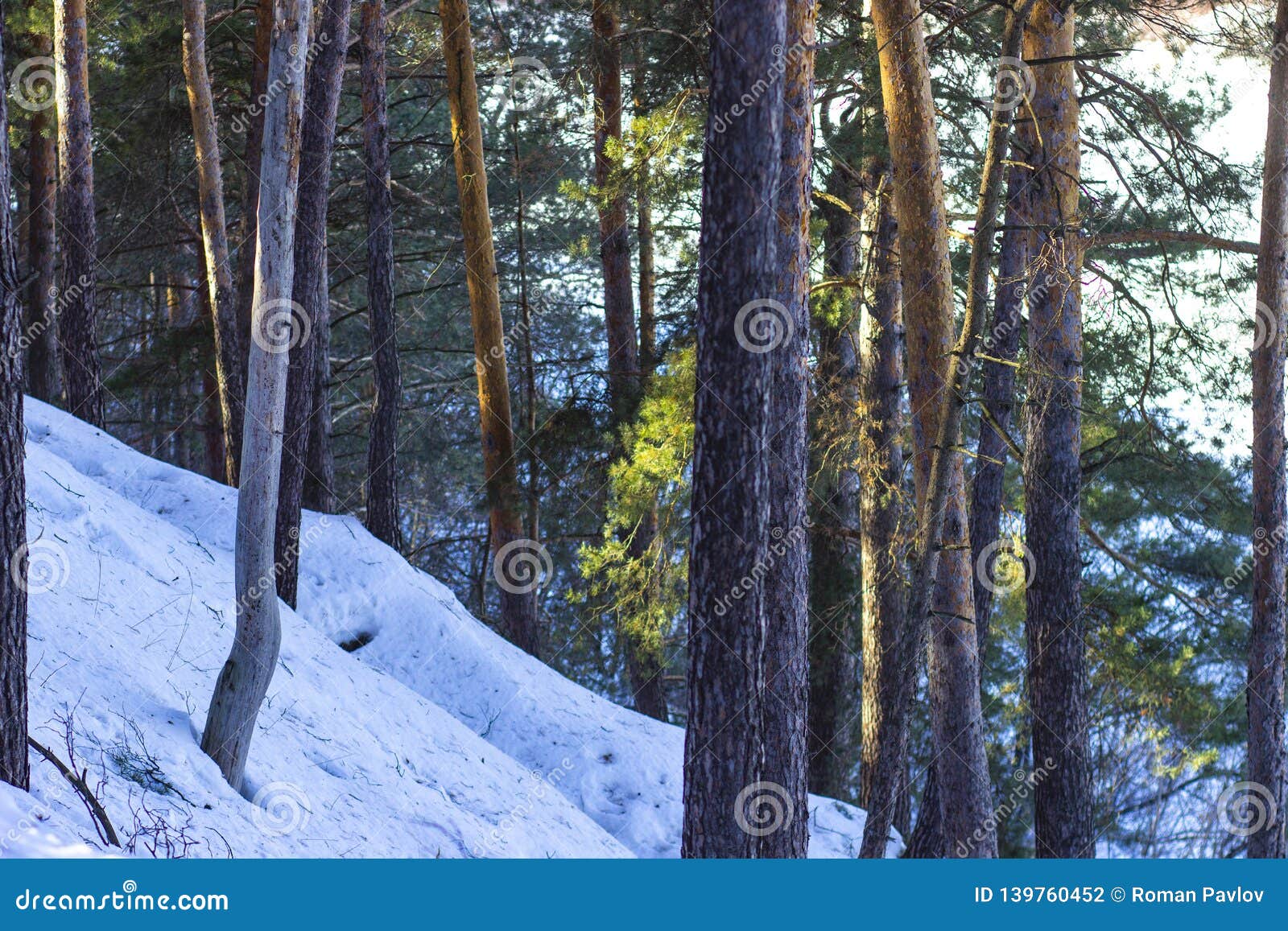 Pine Trees on the Mountainside Stock Photo - Image of winter, tree ...