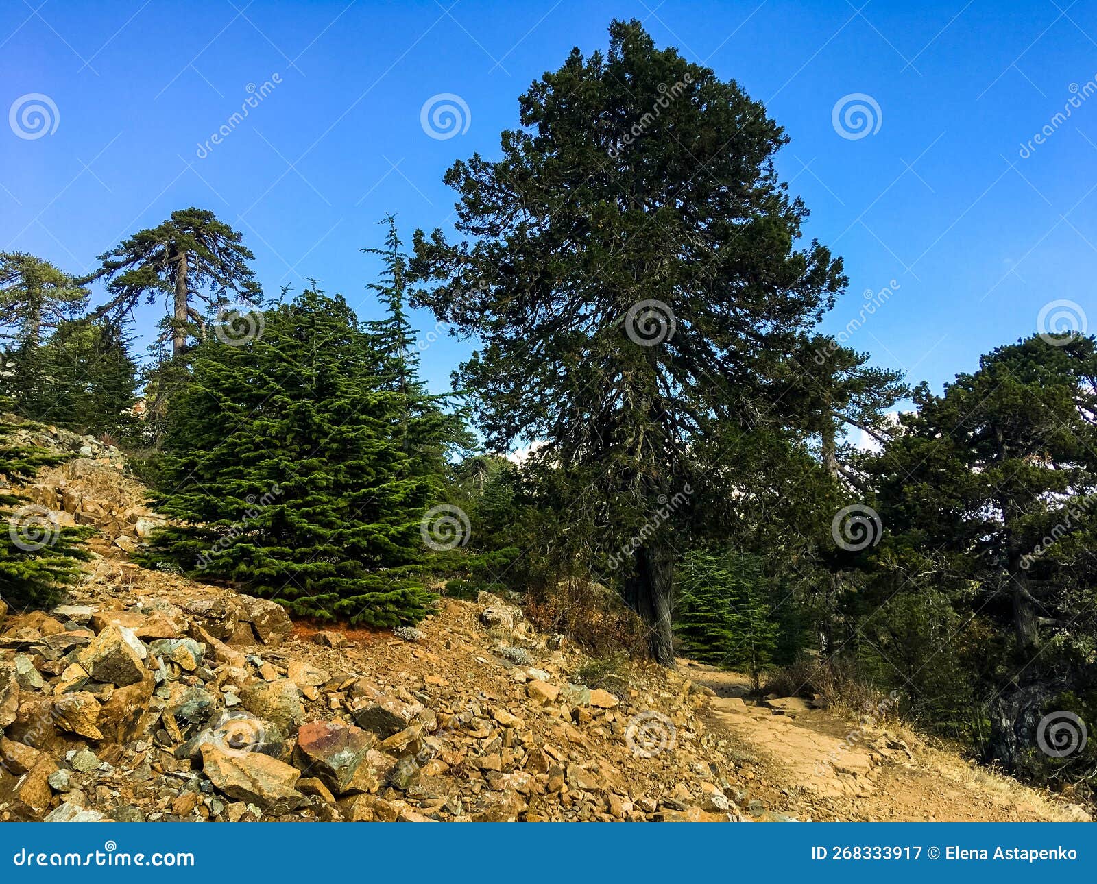 Pine Trees on the Mountainside Stock Image - Image of bush, plant ...