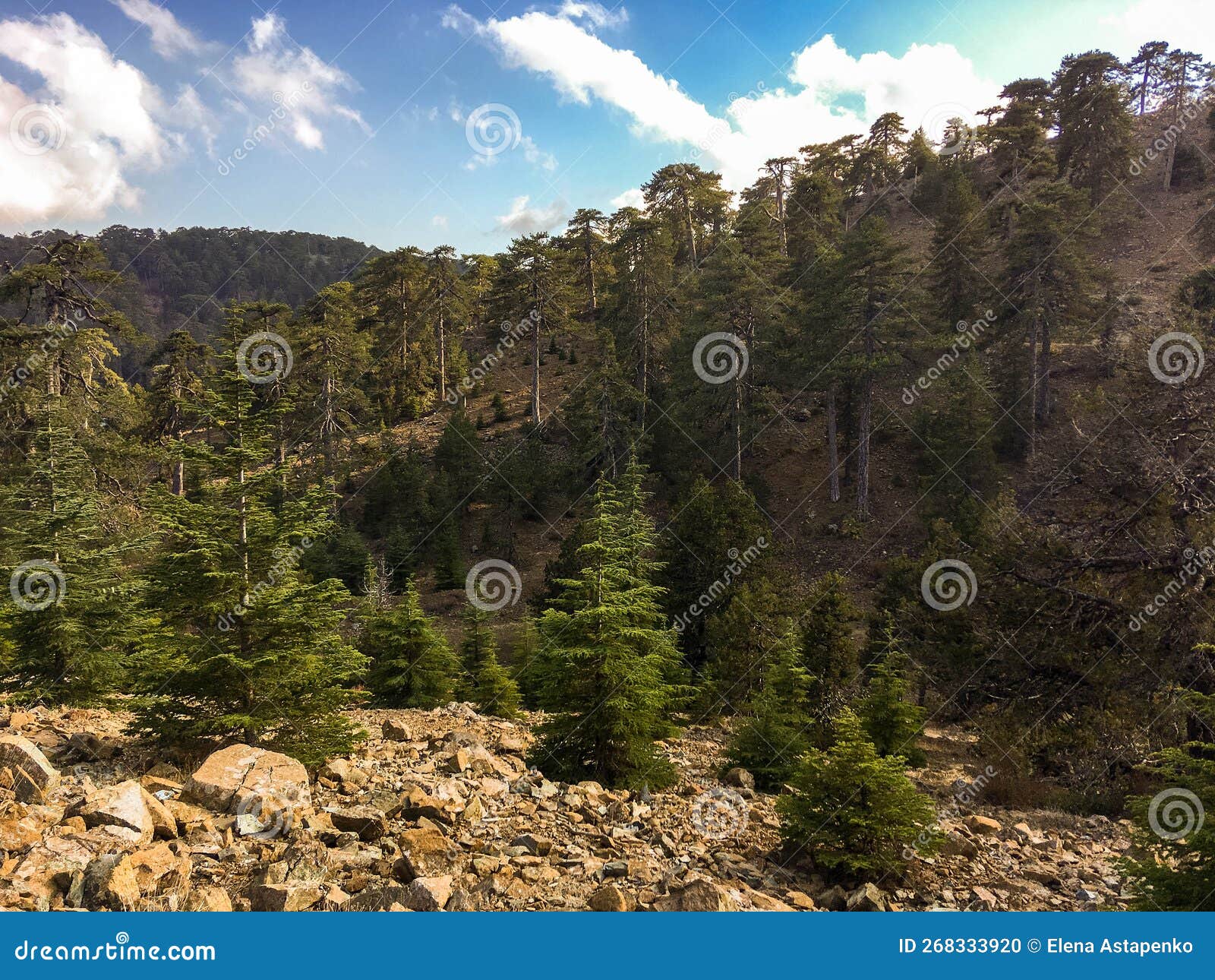 Pine Trees on the Mountainside Stock Photo - Image of plant, wood ...