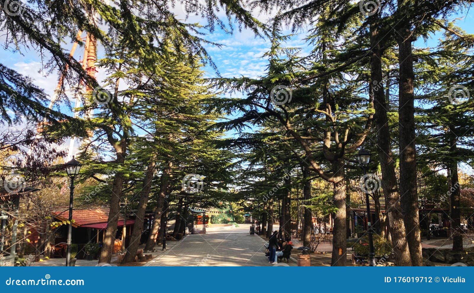 Pine Trees in Mtatsminda Park or Bombora Park on Mtatsminda Mountain ...