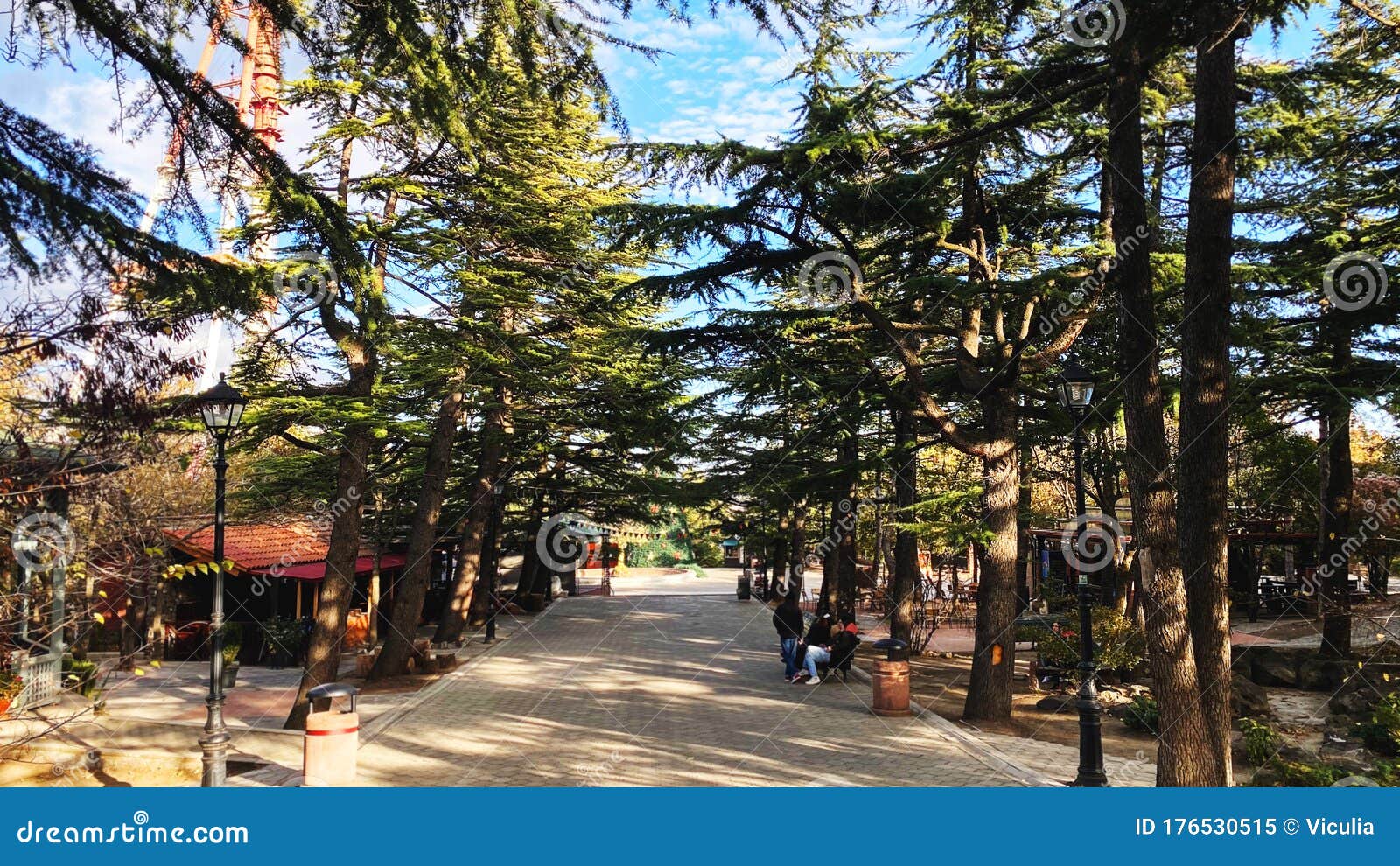 Pine Trees in Mtatsminda Park or Bombora Park on Mtatsminda Mountain ...