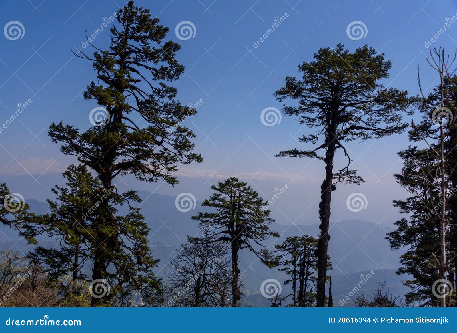 Pine Trees in Nature on Blue Sky Background Stock Photo - Image of ...
