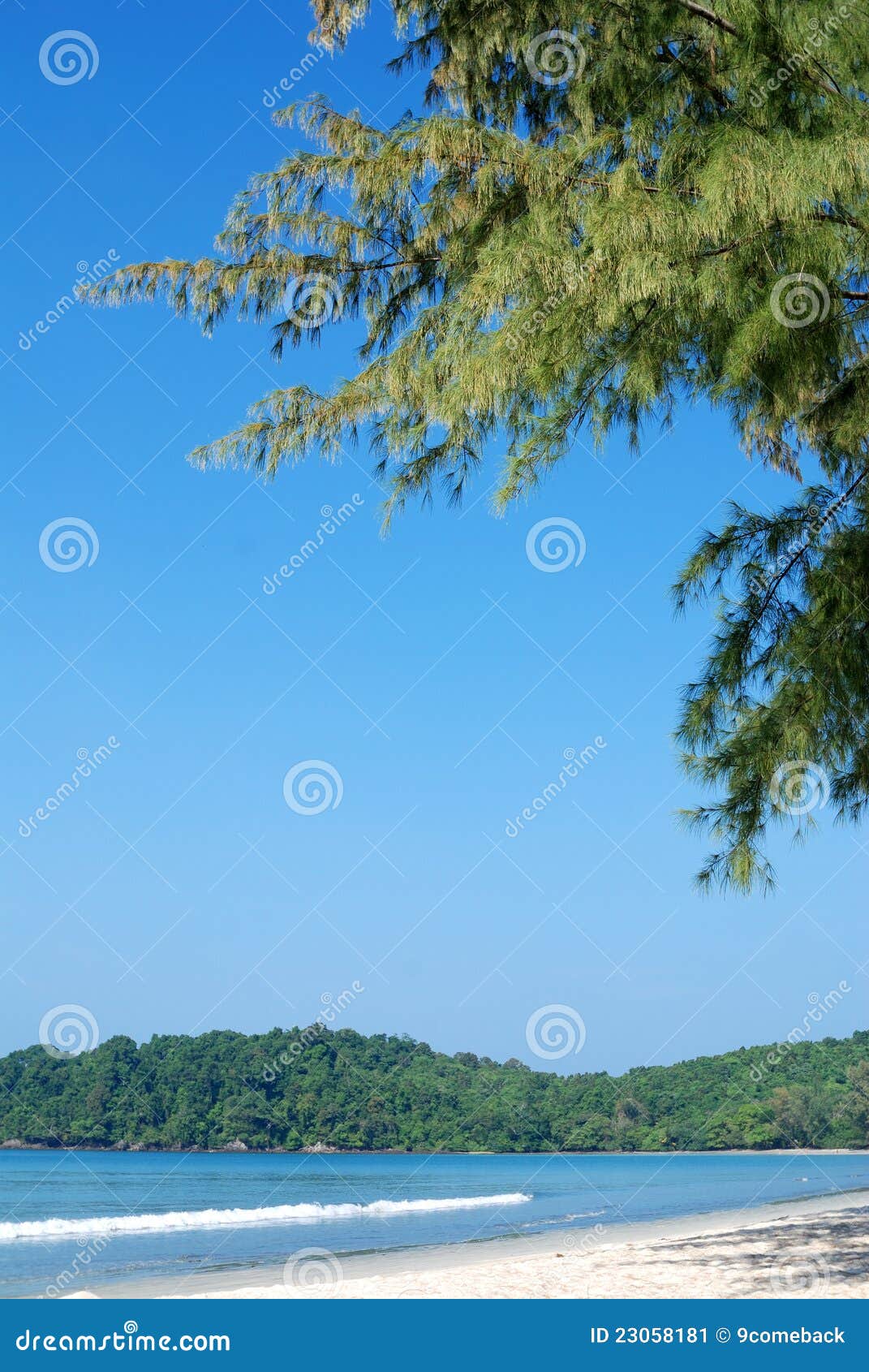 Pine trees near the beach stock image. Image of wooden - 23058181
