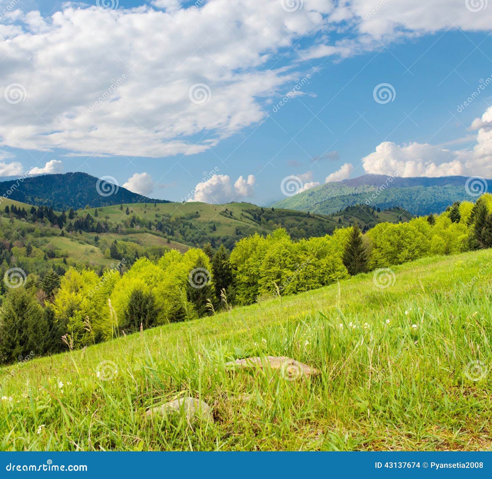 Pine Trees Near Meadow and Forest on Hillside Stock Photo - Image of ...