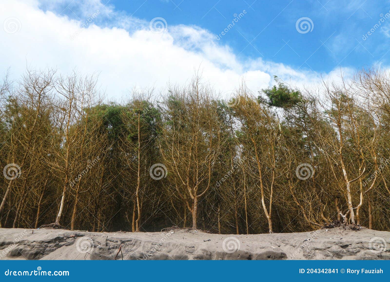 Pine trees near the ocean stock image. Image of leaf - 204342841