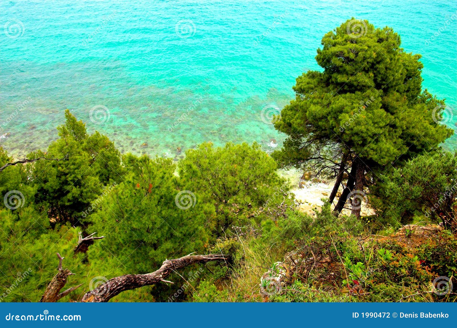 Pine trees near the sea stock photo. Image of blue, field - 1990472
