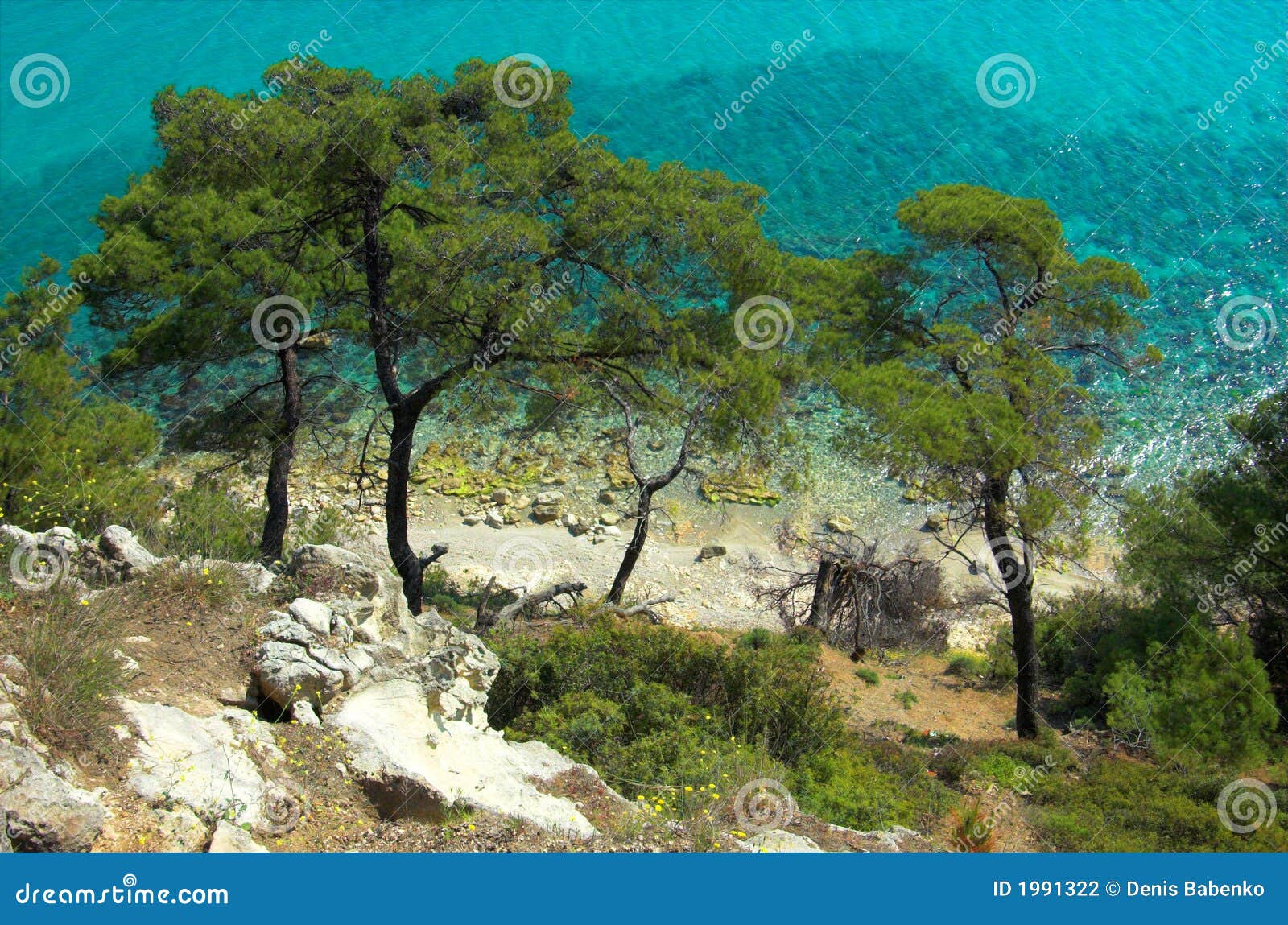 Pine trees near the sea stock photo. Image of morning - 1991322
