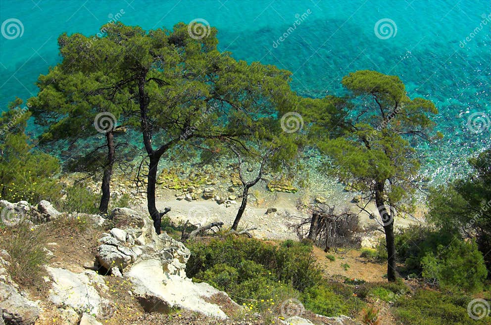 Pine trees near the sea stock photo. Image of morning - 1991322