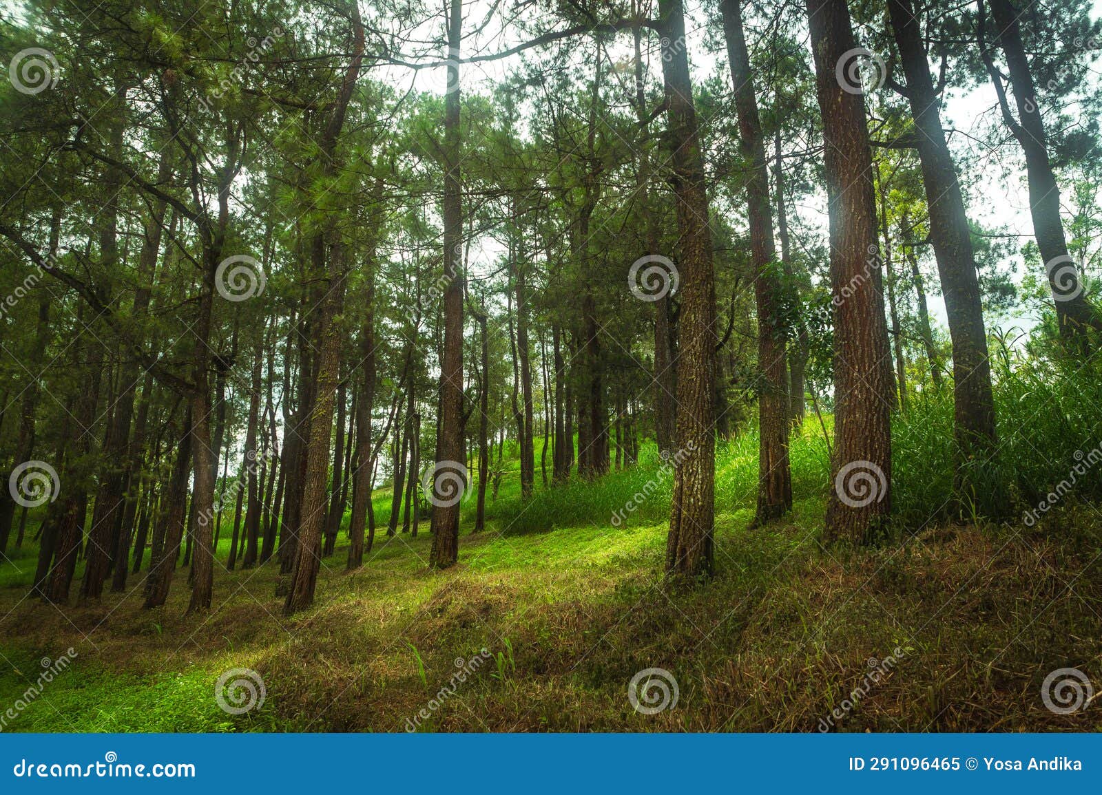 Rows of pine trees stock image. Image of leaf, forest - 291096465