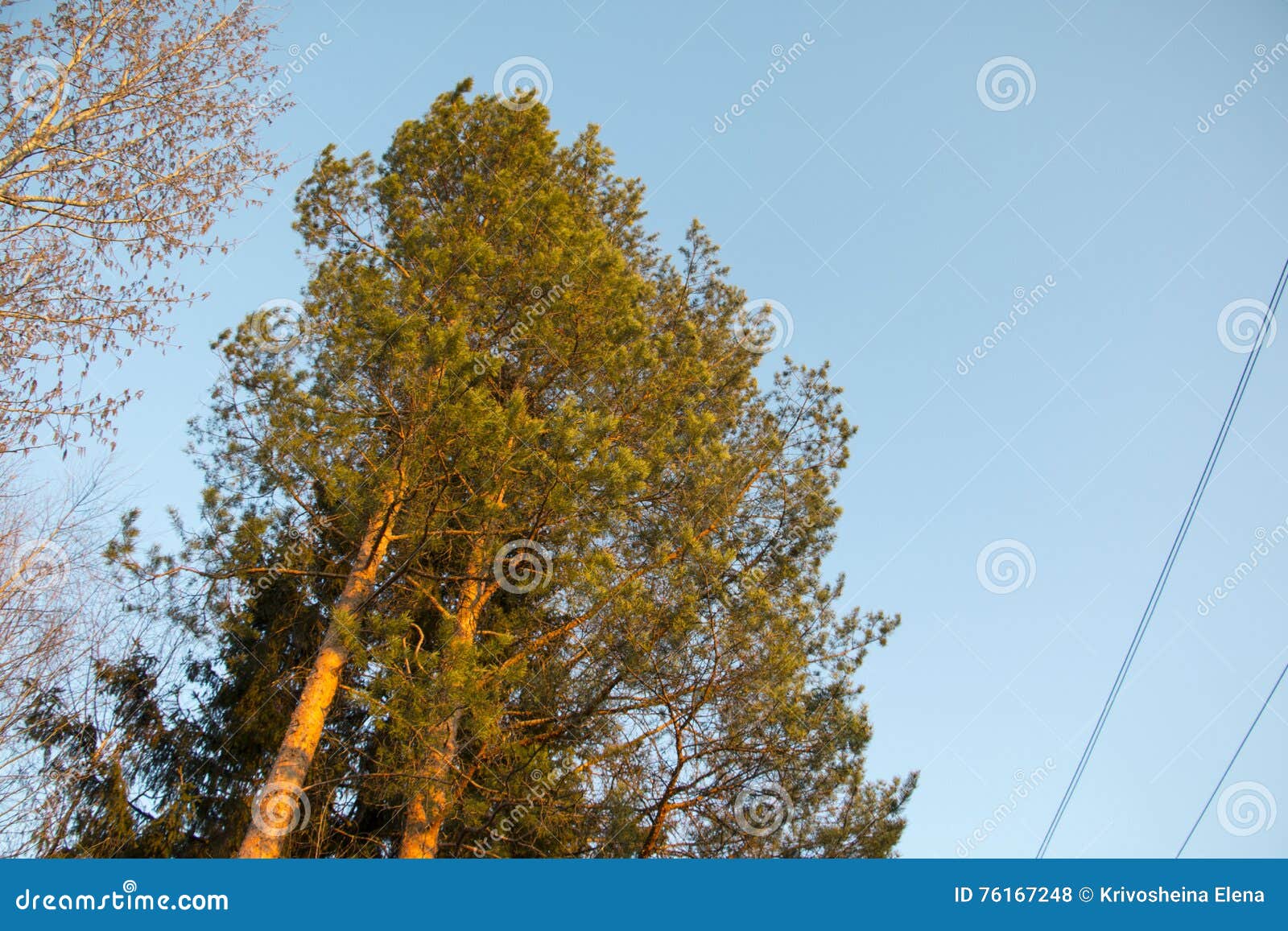 Pine trees at a nice day stock photo. Image of tree, blue - 76167248