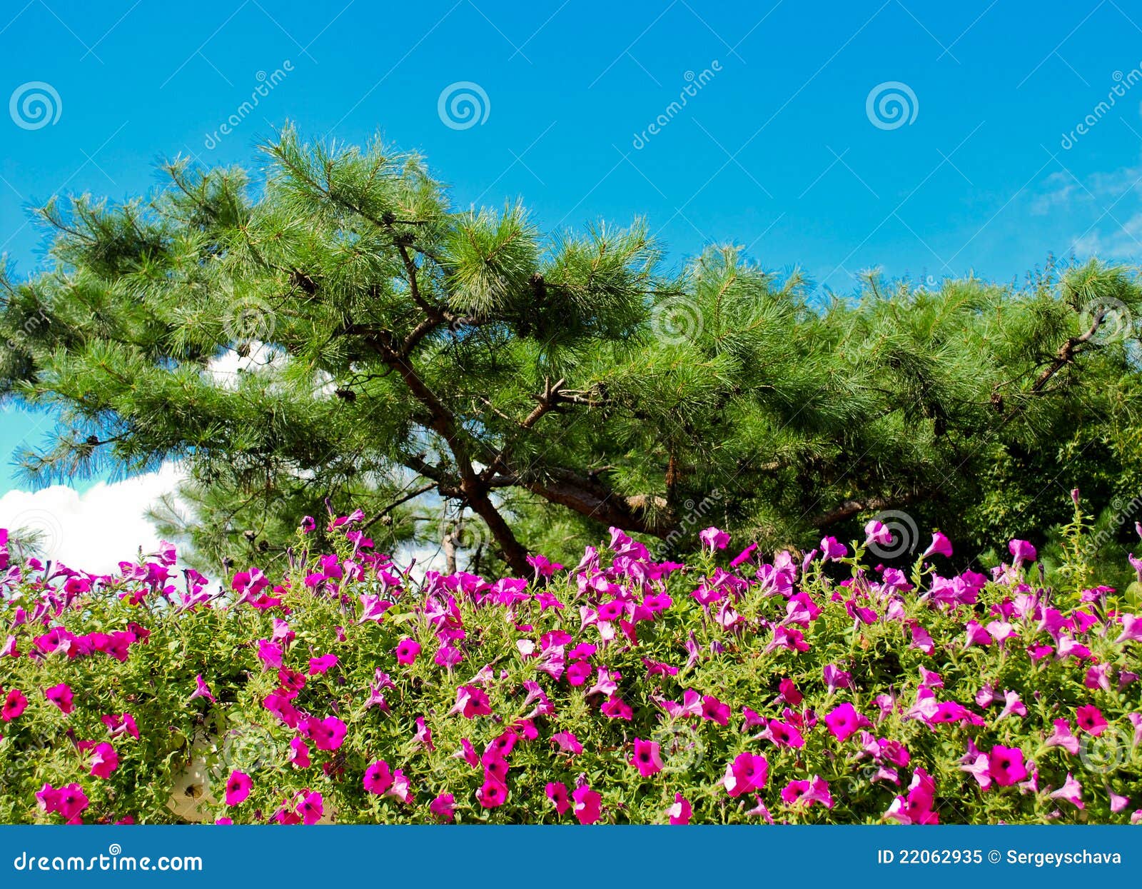 Pine Trees with Nice Violet Flowers. Stock Image - Image of pine ...