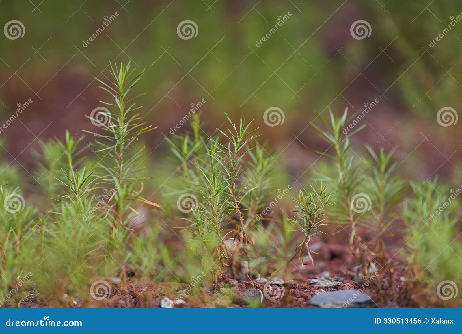 Pine Trees Nursery in an Extinct Volcano Stock Photo - Image of tourism ...