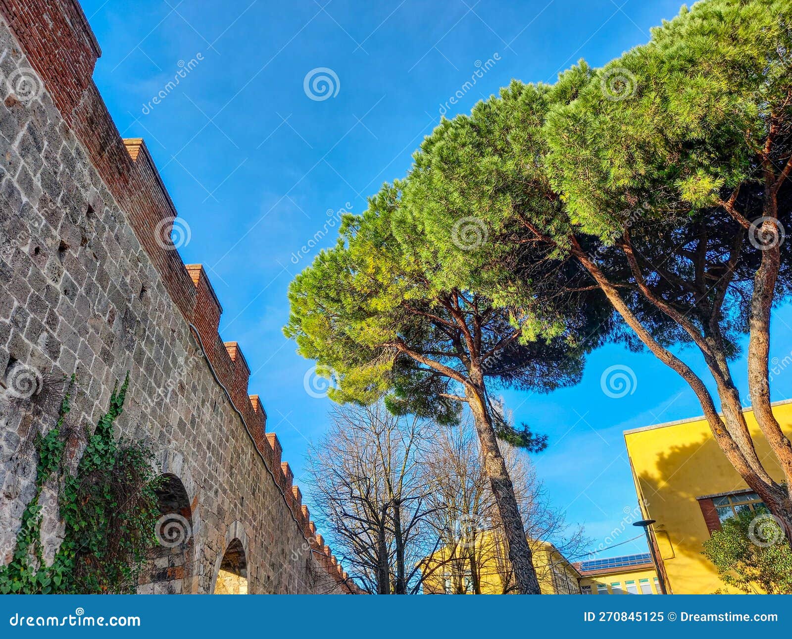 The Pine Trees and the Old Wall in Pisa Stock Image - Image of urban ...