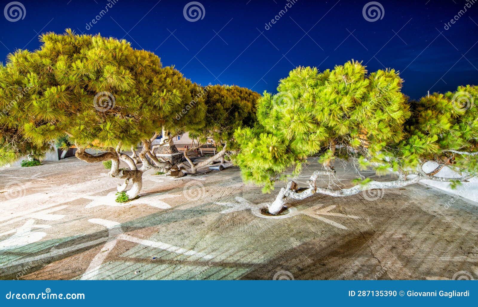 Pine trees park at night stock photo. Image of autumn - 287135390