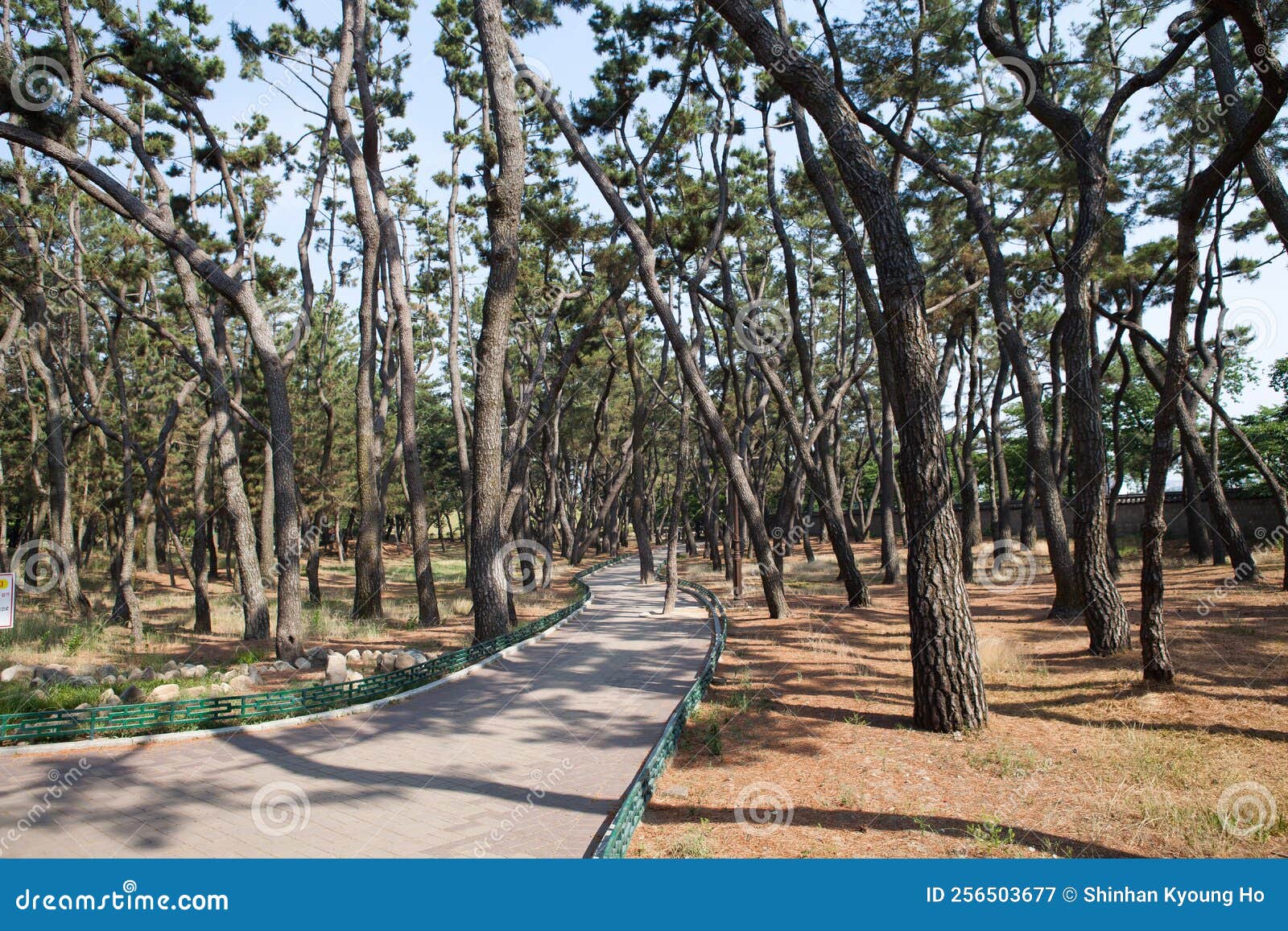 Pine Trees in the Park Seen from the Walkway through the Pine Forest ...