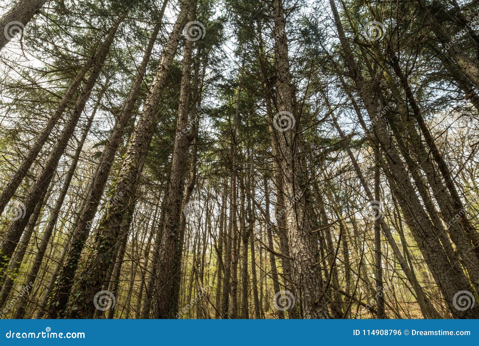 Pine Trees Perspective in Spring Forest Stock Photo - Image of green ...