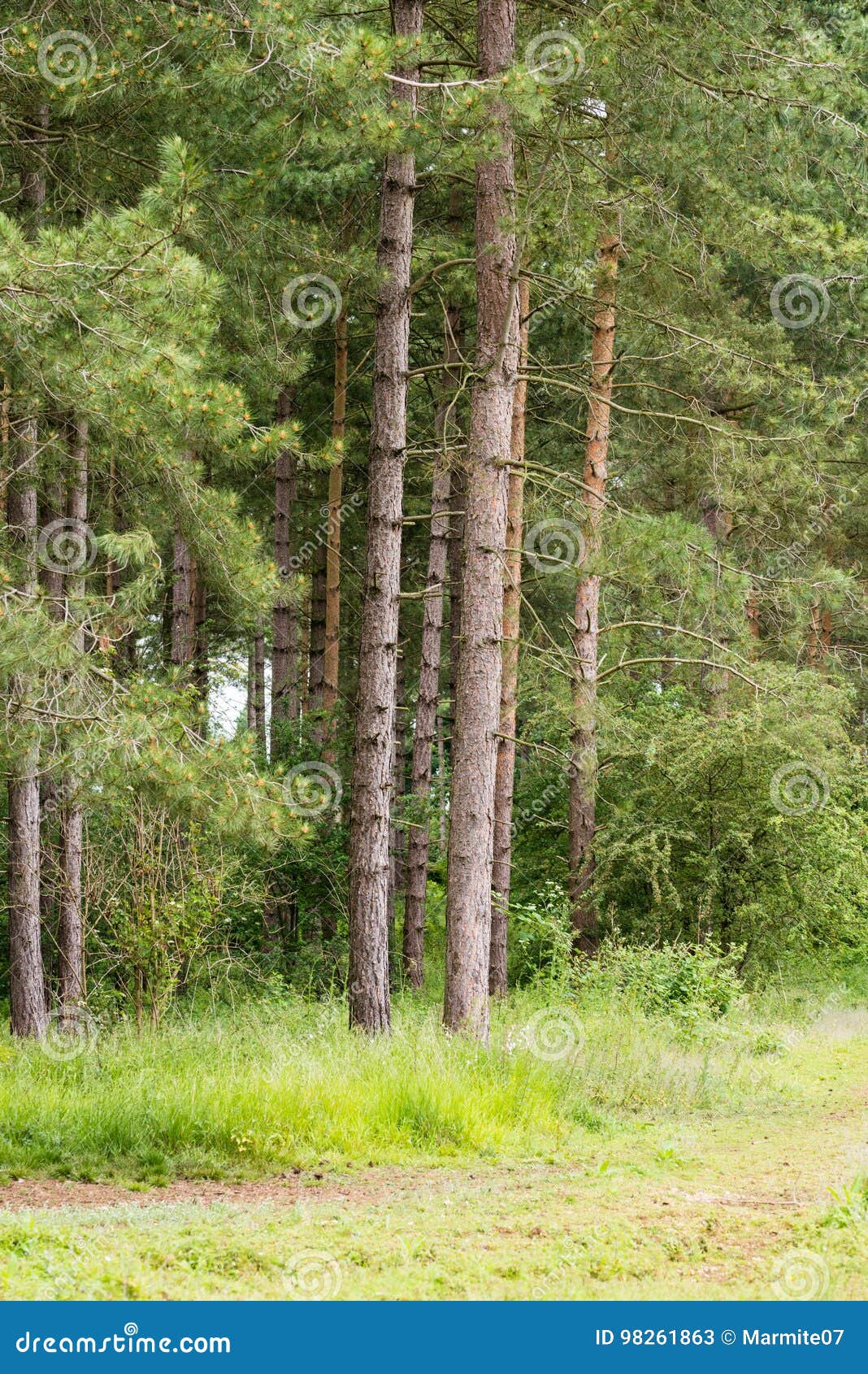 Pine Trees in a Pine Forest in the UK Stock Image - Image of life ...