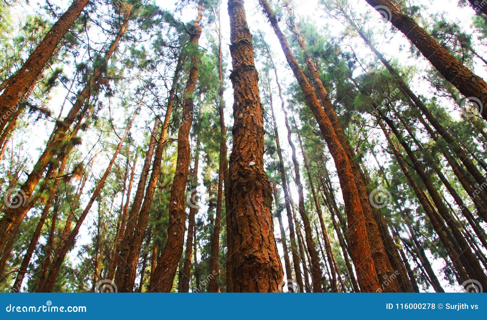 Pine trees stock photo. Image of india, trees, vagamon - 116000278