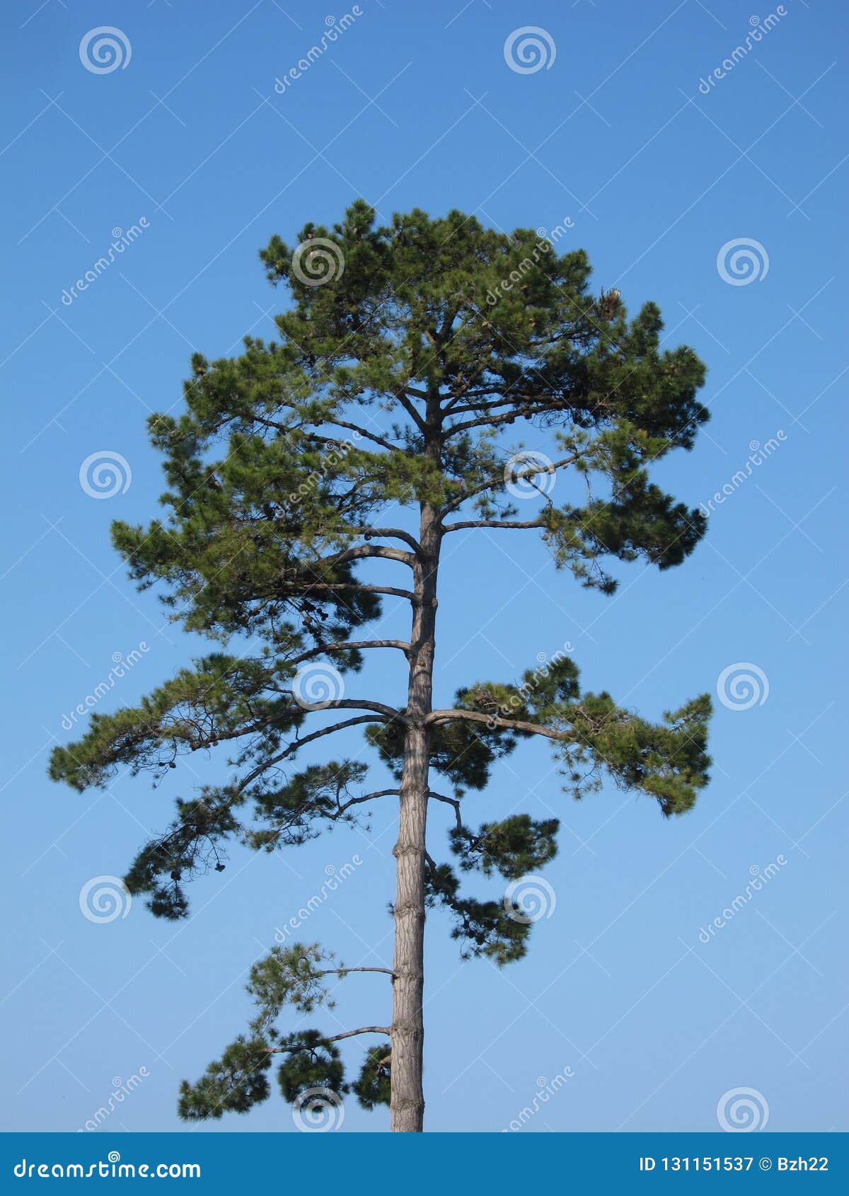Pine trees stock image. Image of needles, branch, nature - 131151537