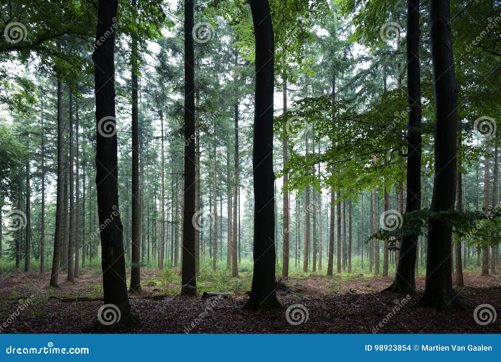 Pine trees. stock photo. Image of flora, mist, light - 98923854