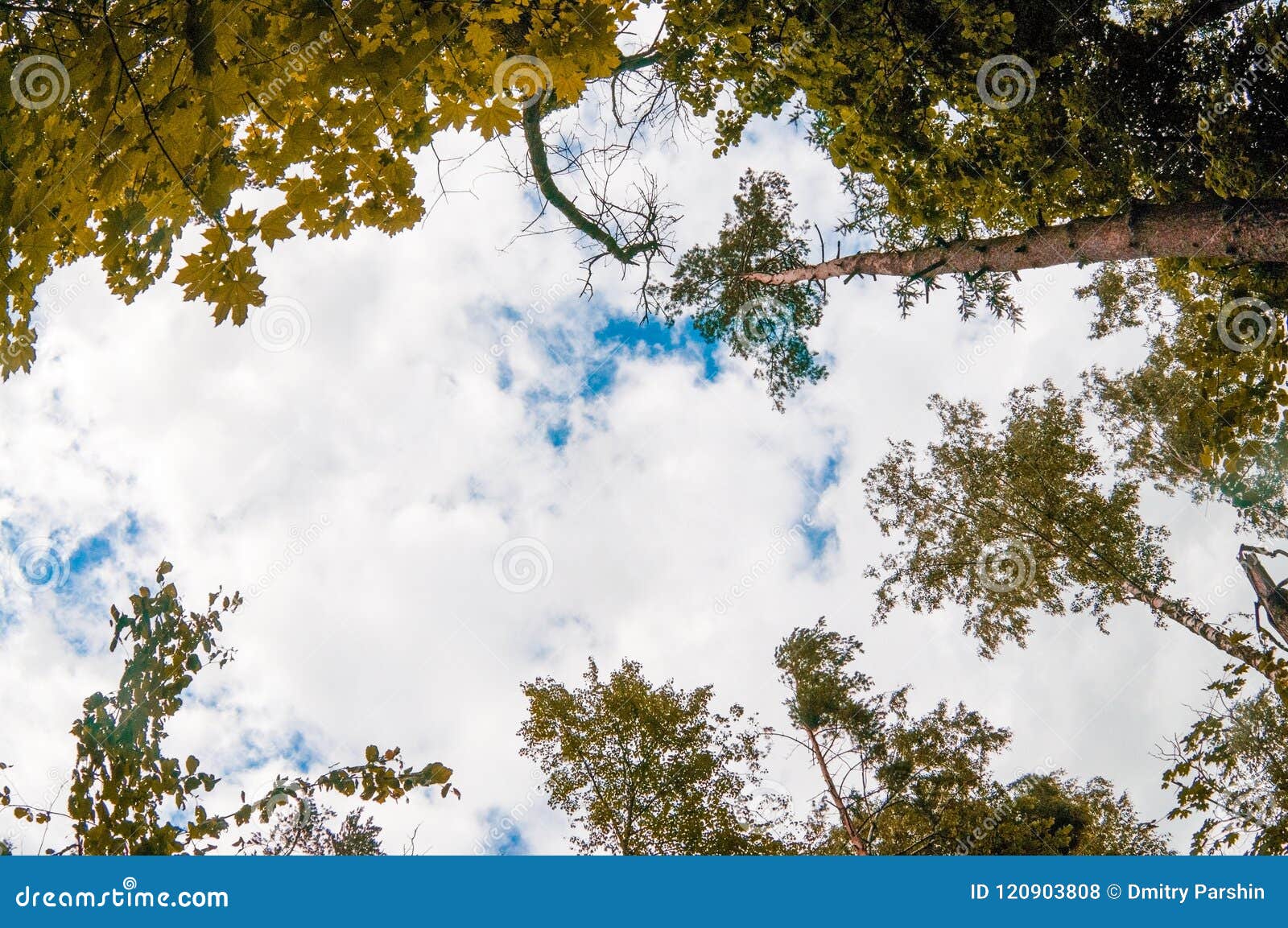 Pine trees stock photo. Image of beautiful, season, green - 120903808