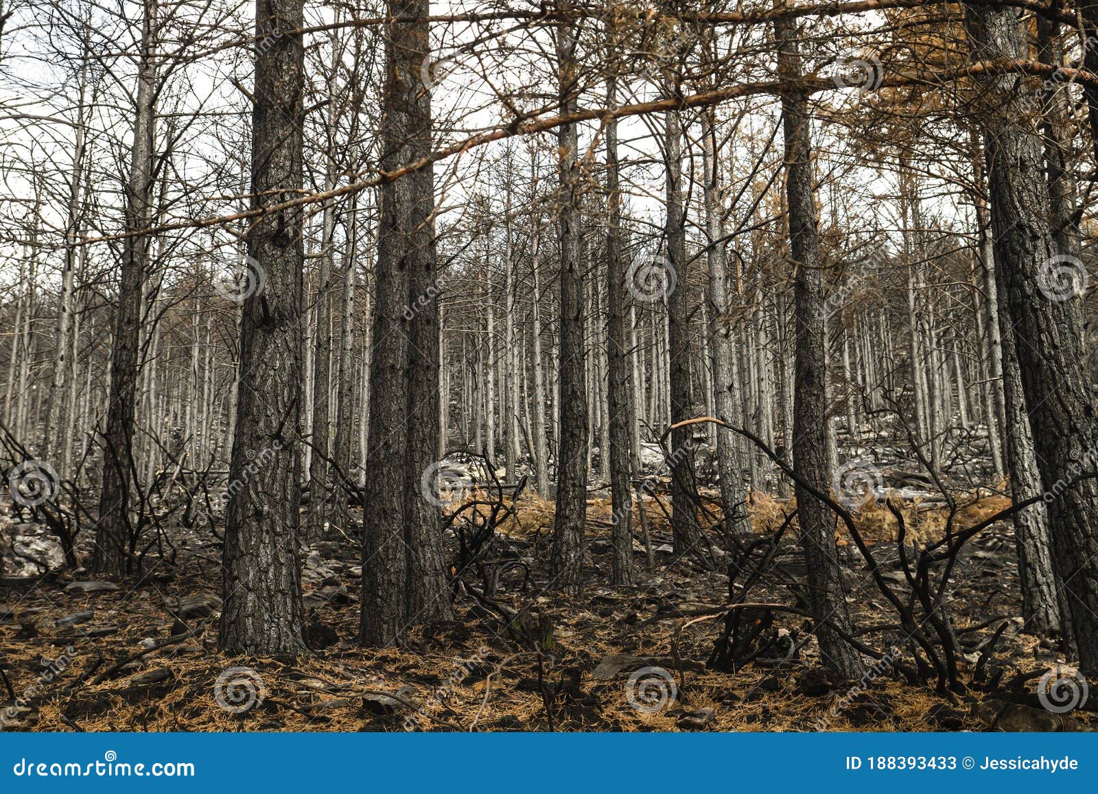 Pine Trees Plantation after a Forest Fire Stock Image - Image of ...