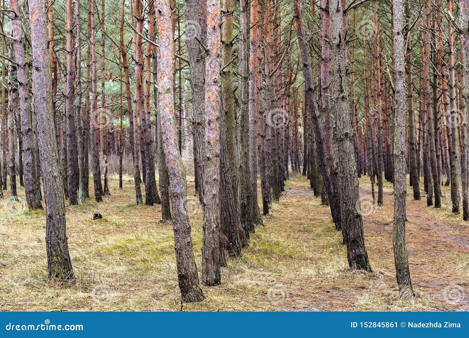 Pine Trees Planted in Straight Rows, Old Pine Forest Stock Image ...