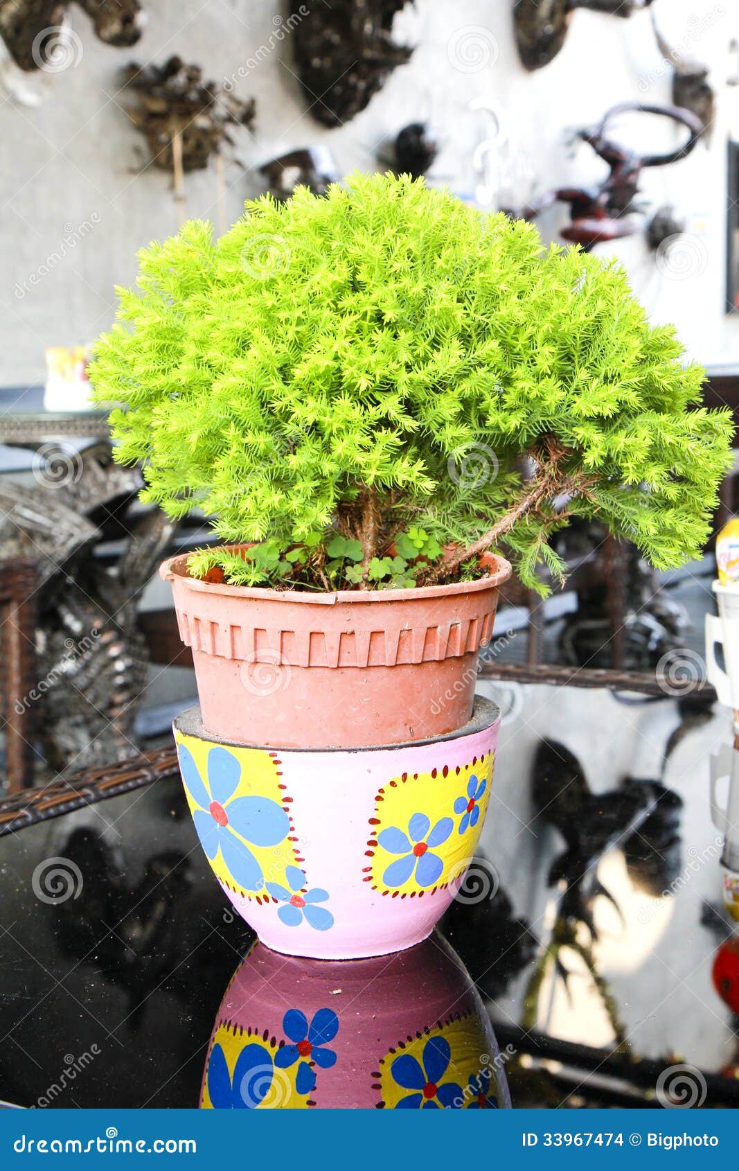 Pine trees in pots stock photo. Image of outdoor, park - 33967474