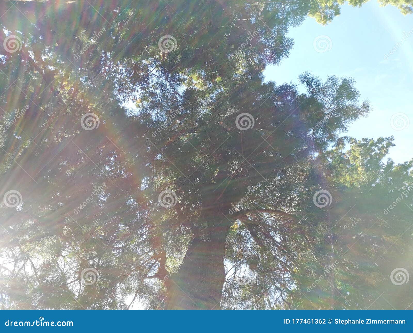 Pine Trees with Rays of Light Stock Photo - Image of morning, leaf ...