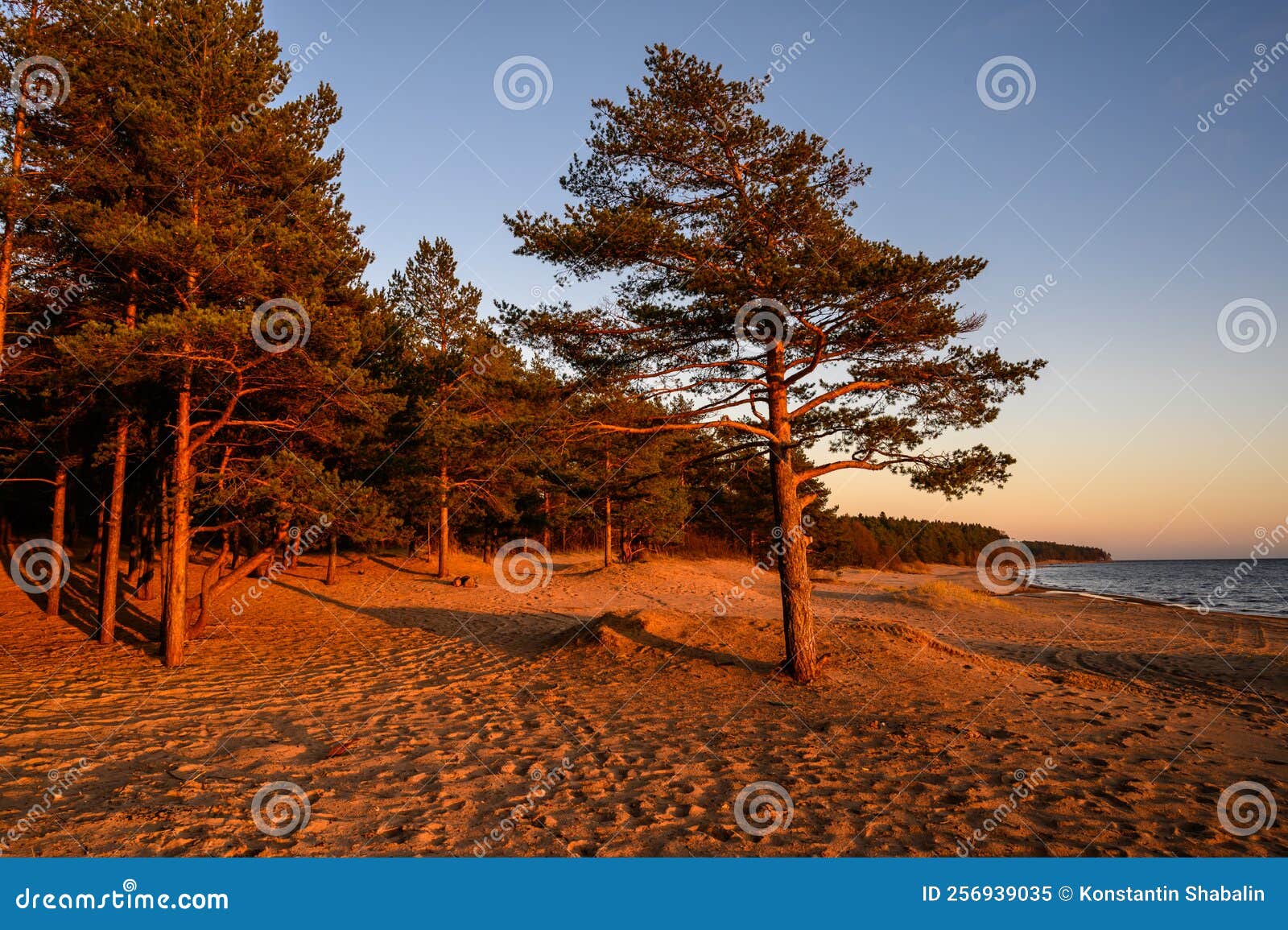 Pine Trees in the Rays of Sunset. the Gulf of Finland Stock Image ...