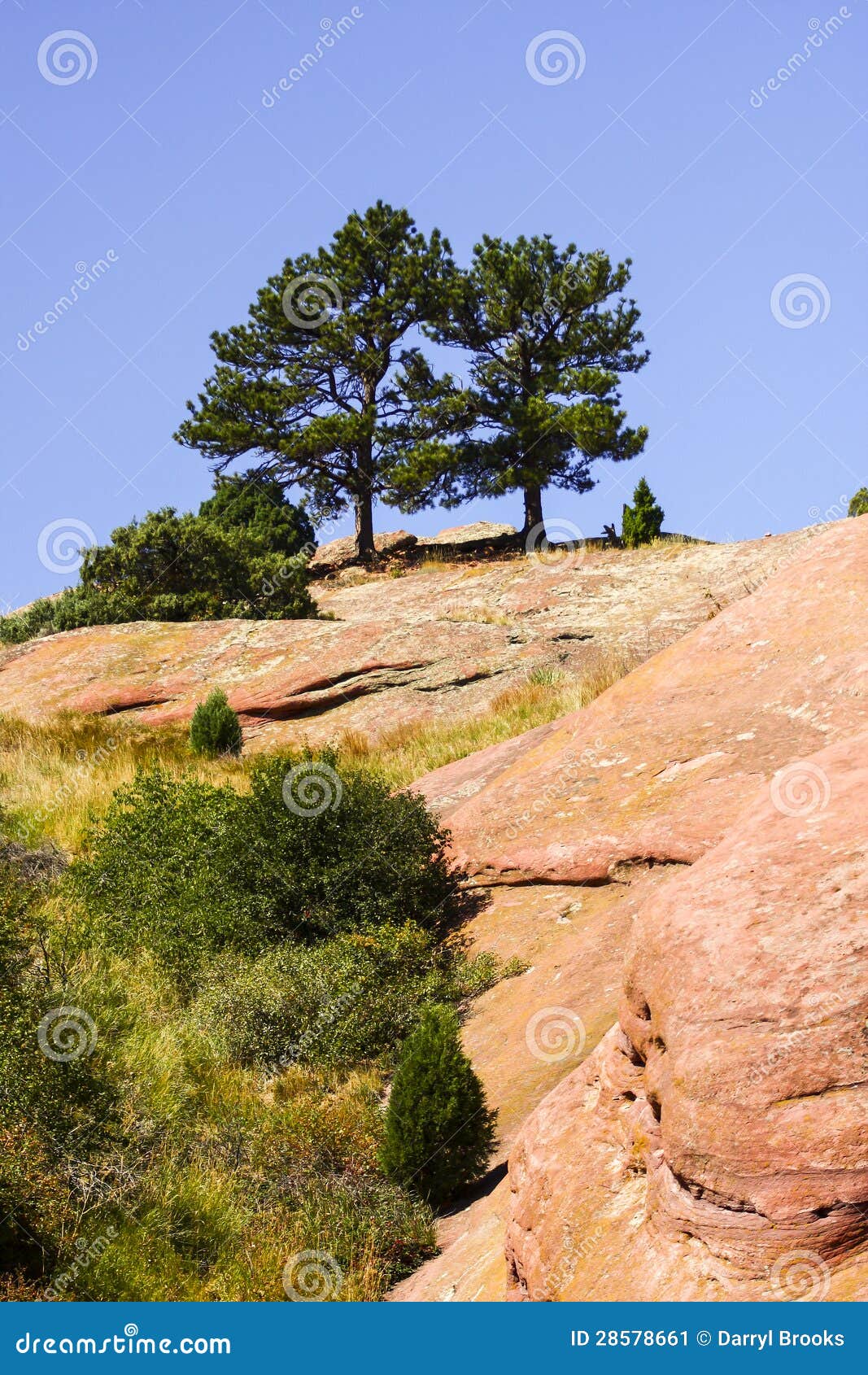 Pine Trees on Red Rock Mountain Stock Image - Image of blue, hill: 28578661
