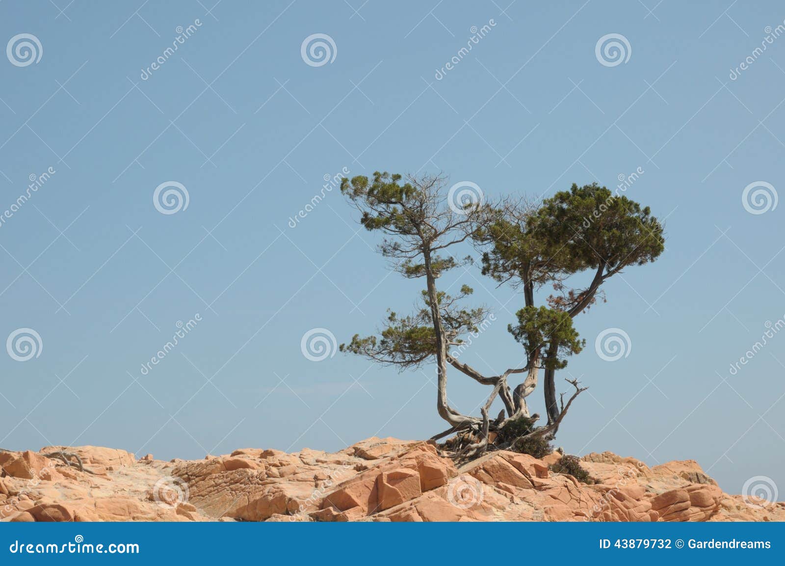 Pine trees on red rocks stock photo. Image of beach, hill - 43879732