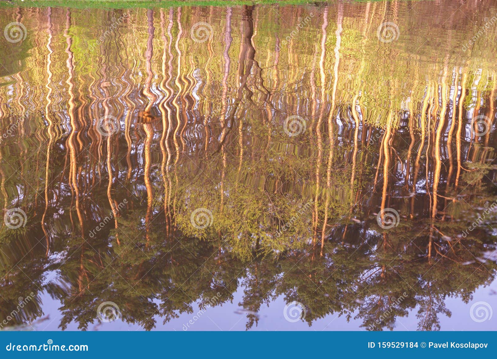 Pine Trees Reflected in the Pond Stock Photo - Image of green ...