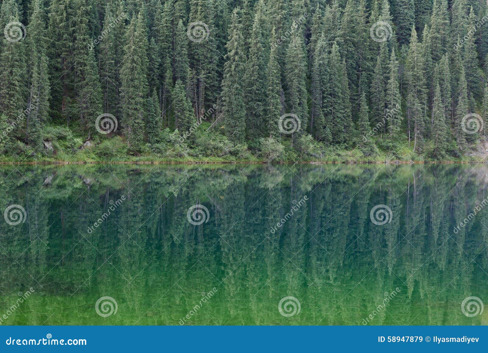 Pine Trees Reflected in the Water Stock Image - Image of scenery, scene ...