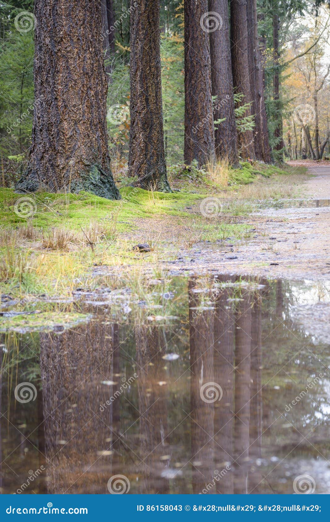 Pine Trees Reflection in the Puddle of Water on the Forest Path Stock ...