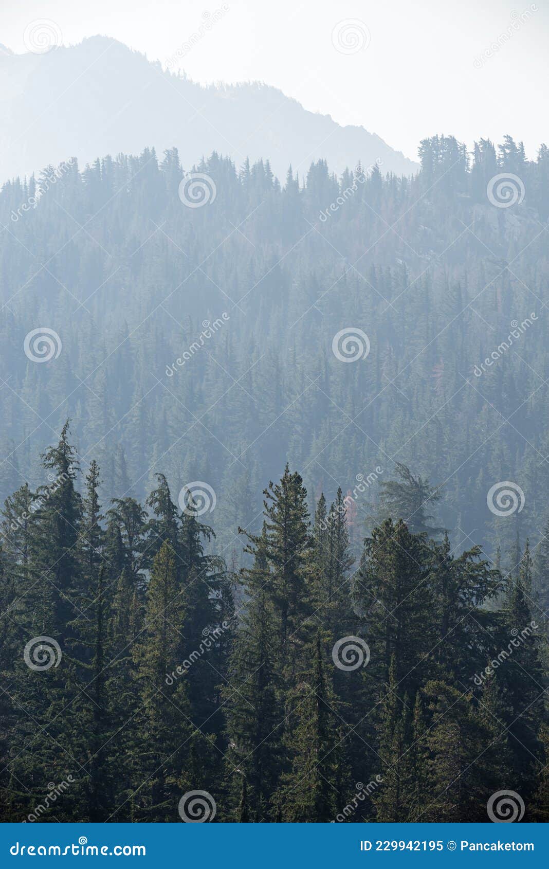Pine Trees on Ridges stock image. Image of distant, horizon - 229942195