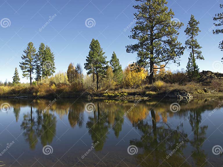 Pine trees on a river stock image. Image of beautiful - 18201745