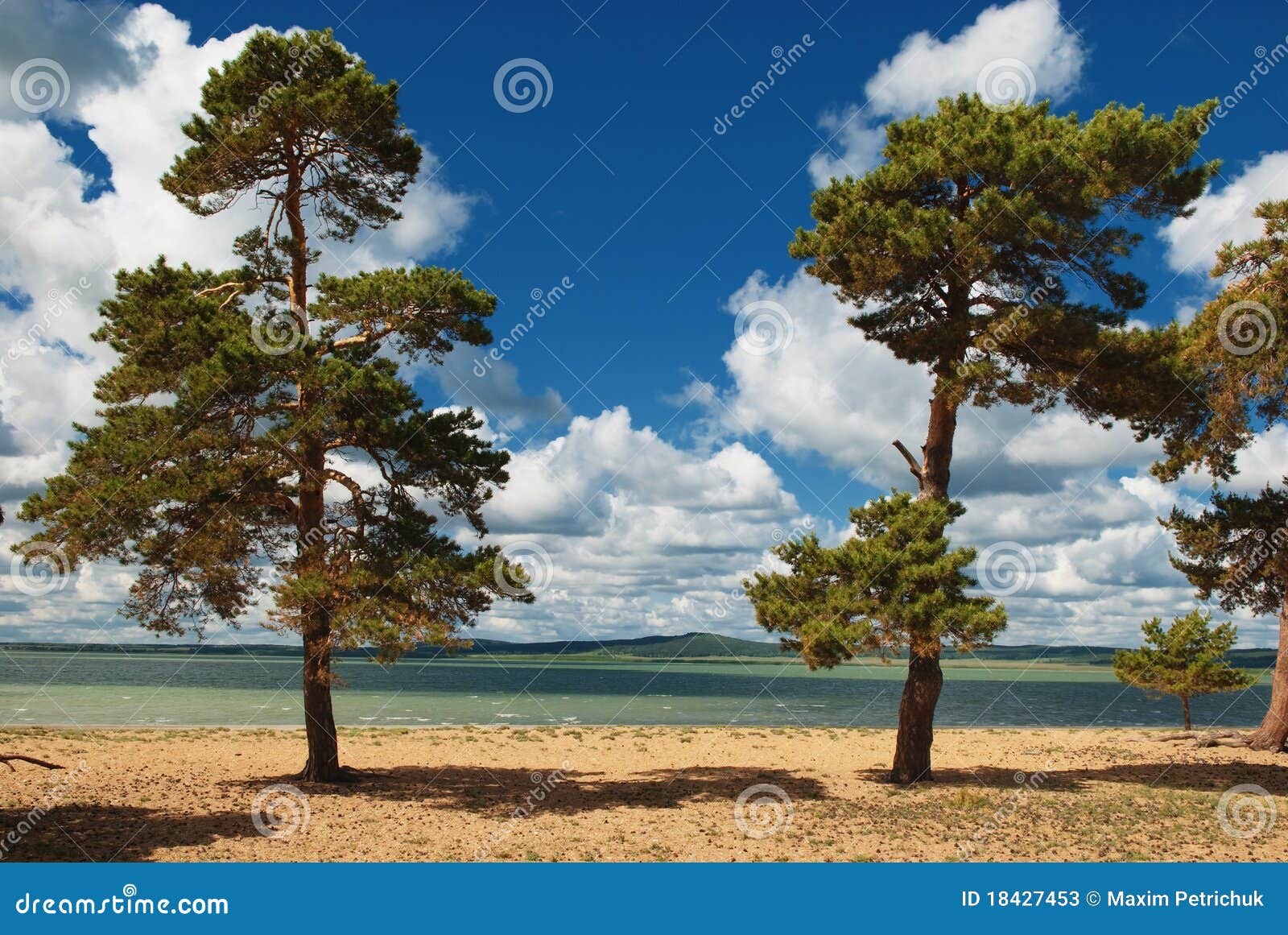 Pine trees beside river stock image. Image of growth - 18427453