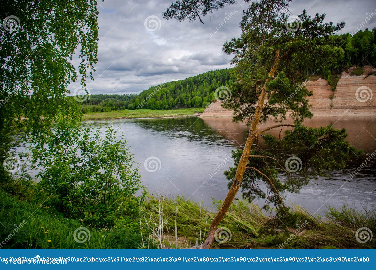Pine and Trees on the River Bank Stock Image - Image of bank, trees ...