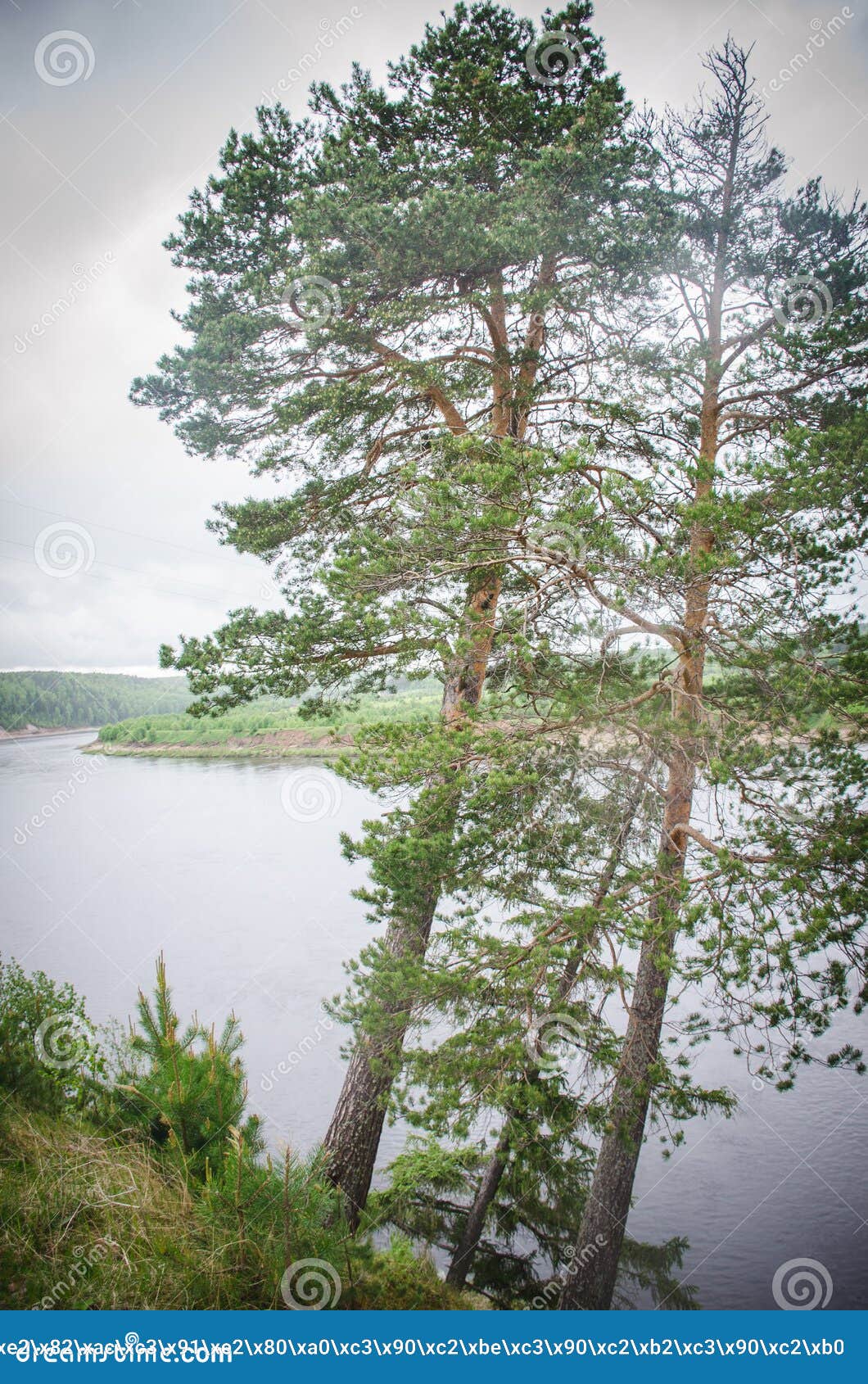 Pine and Trees on the River Bank Stock Image - Image of cloudy, trees ...