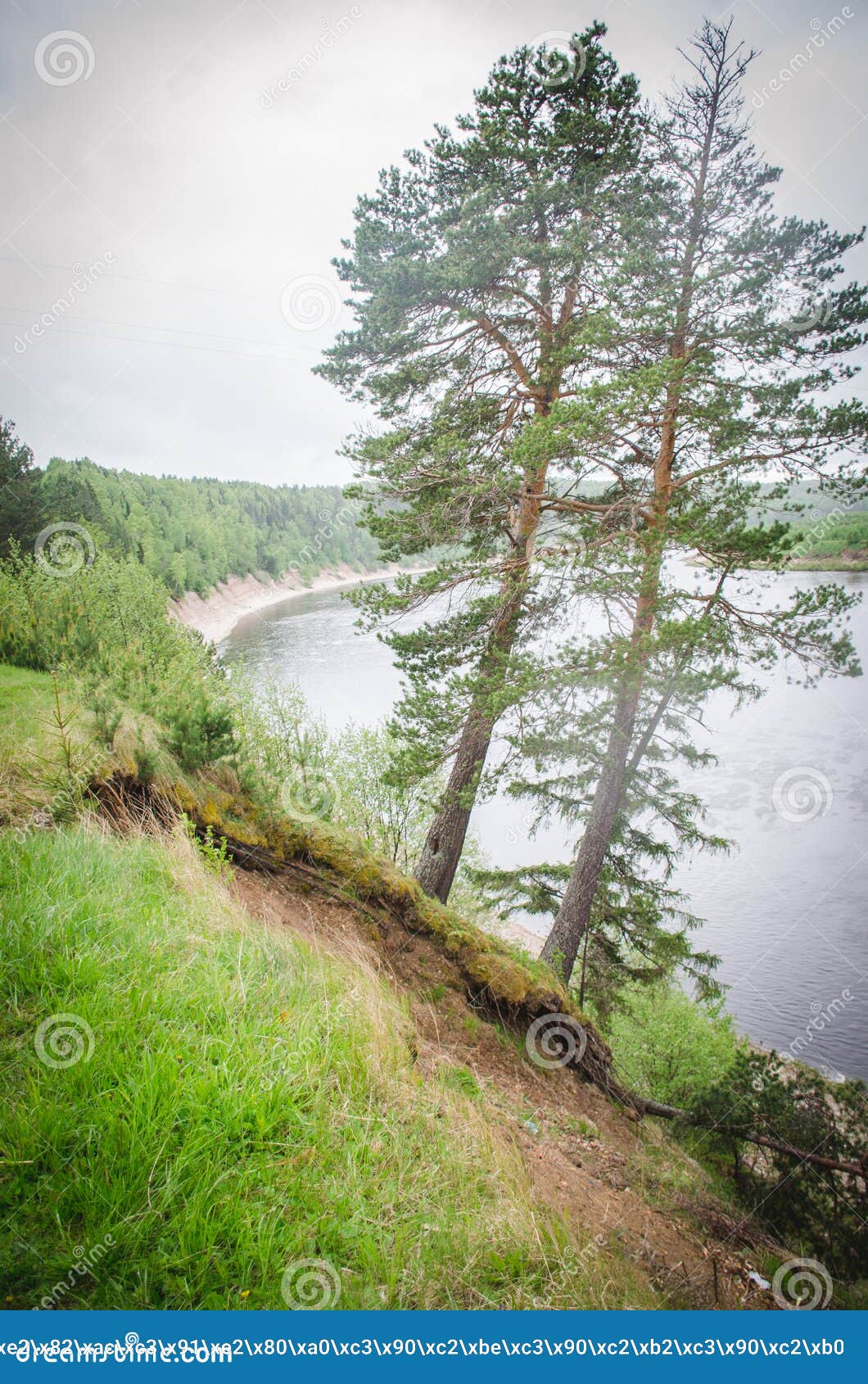 Pine and Trees on the River Bank Stock Photo - Image of grass, nature ...