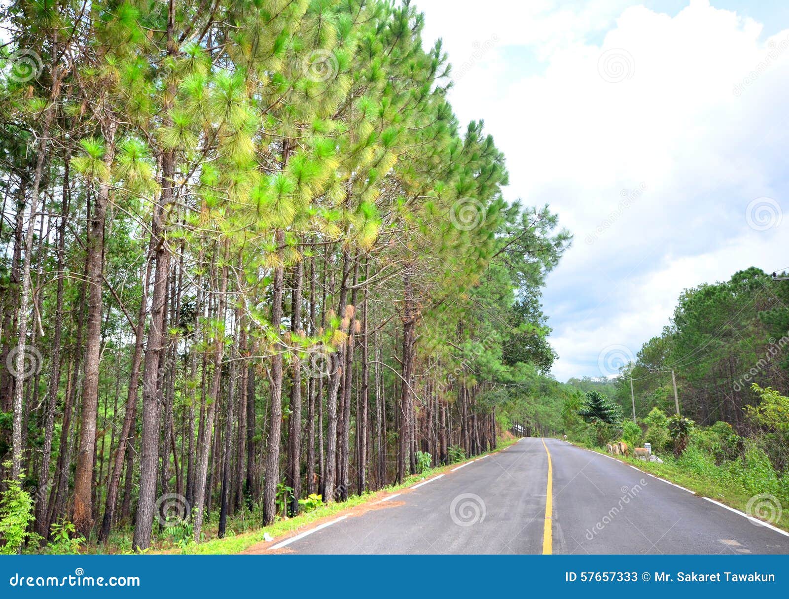 Pine trees with the road stock image. Image of ecosystem - 57657333