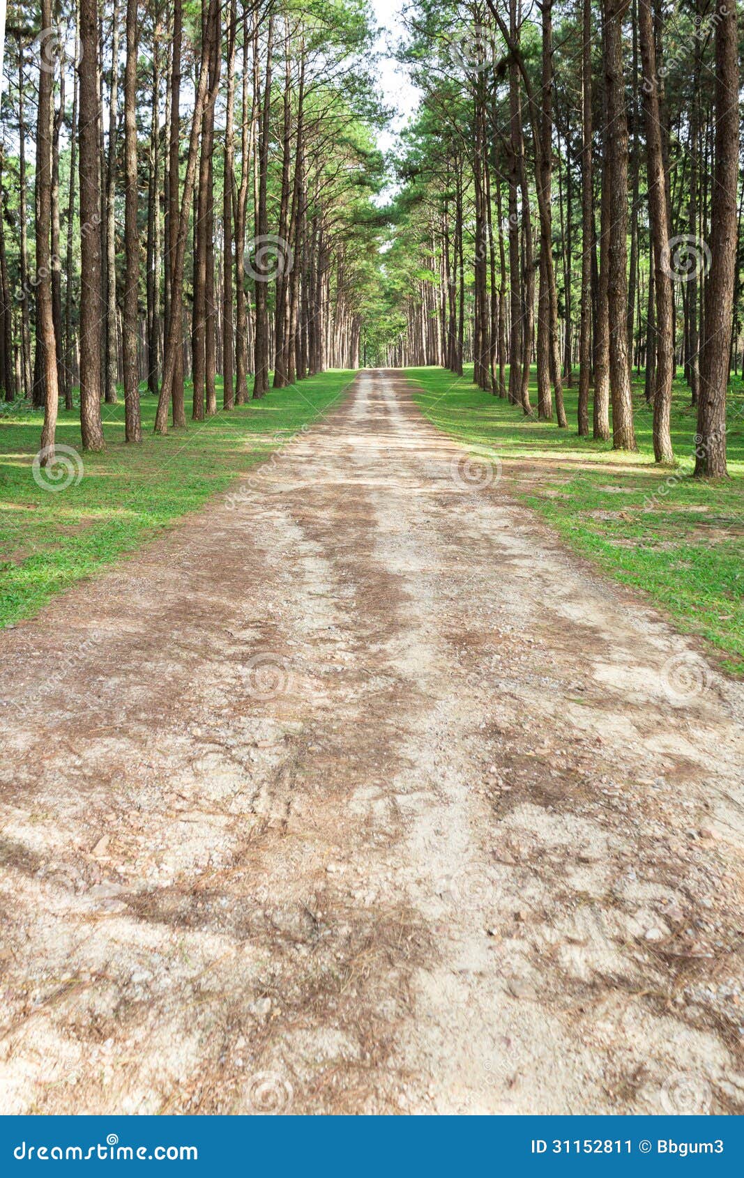 Pine trees and road stock image. Image of track, trees - 31152811