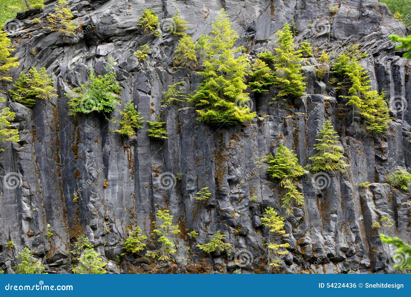 Pine trees on rock stock photo. Image of cone, growing - 54224436