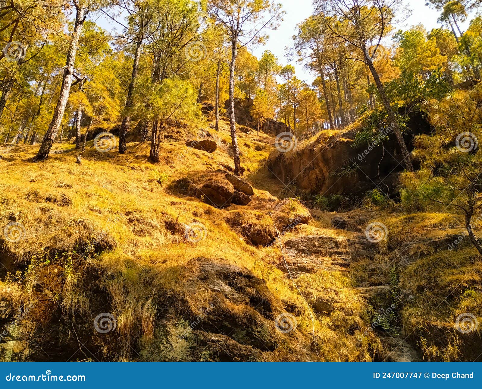 Pine Trees on the Rocks in Autumn Stock Image - Image of woods, pine ...