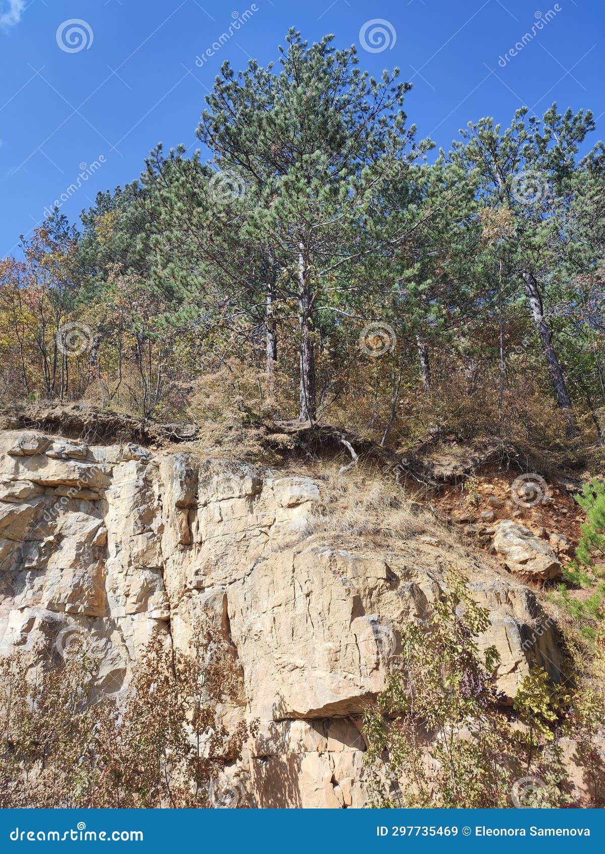 Pine trees on rocks stock image. Image of pine, travel - 297735469