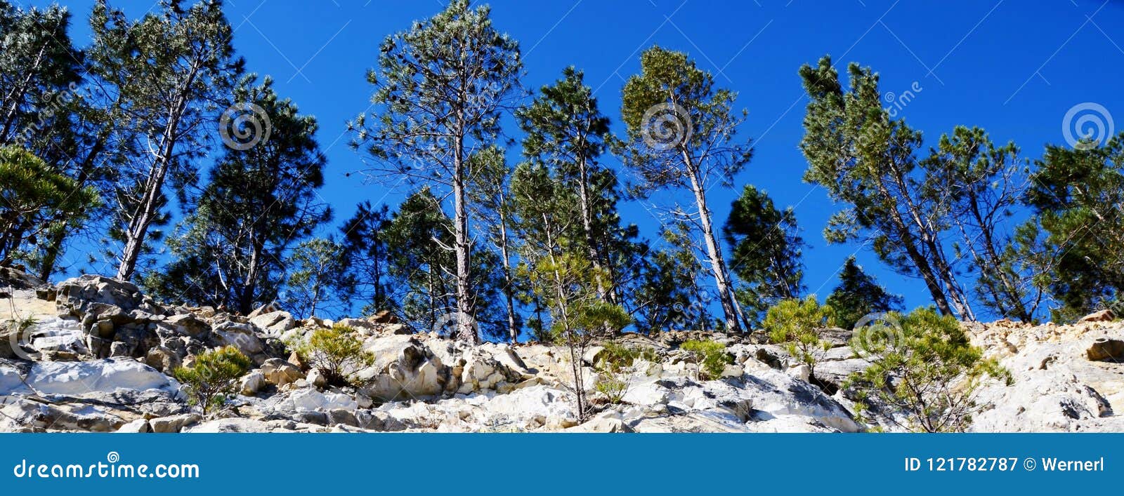 Pine Trees on rocks stock image. Image of lime, landscape - 121782787