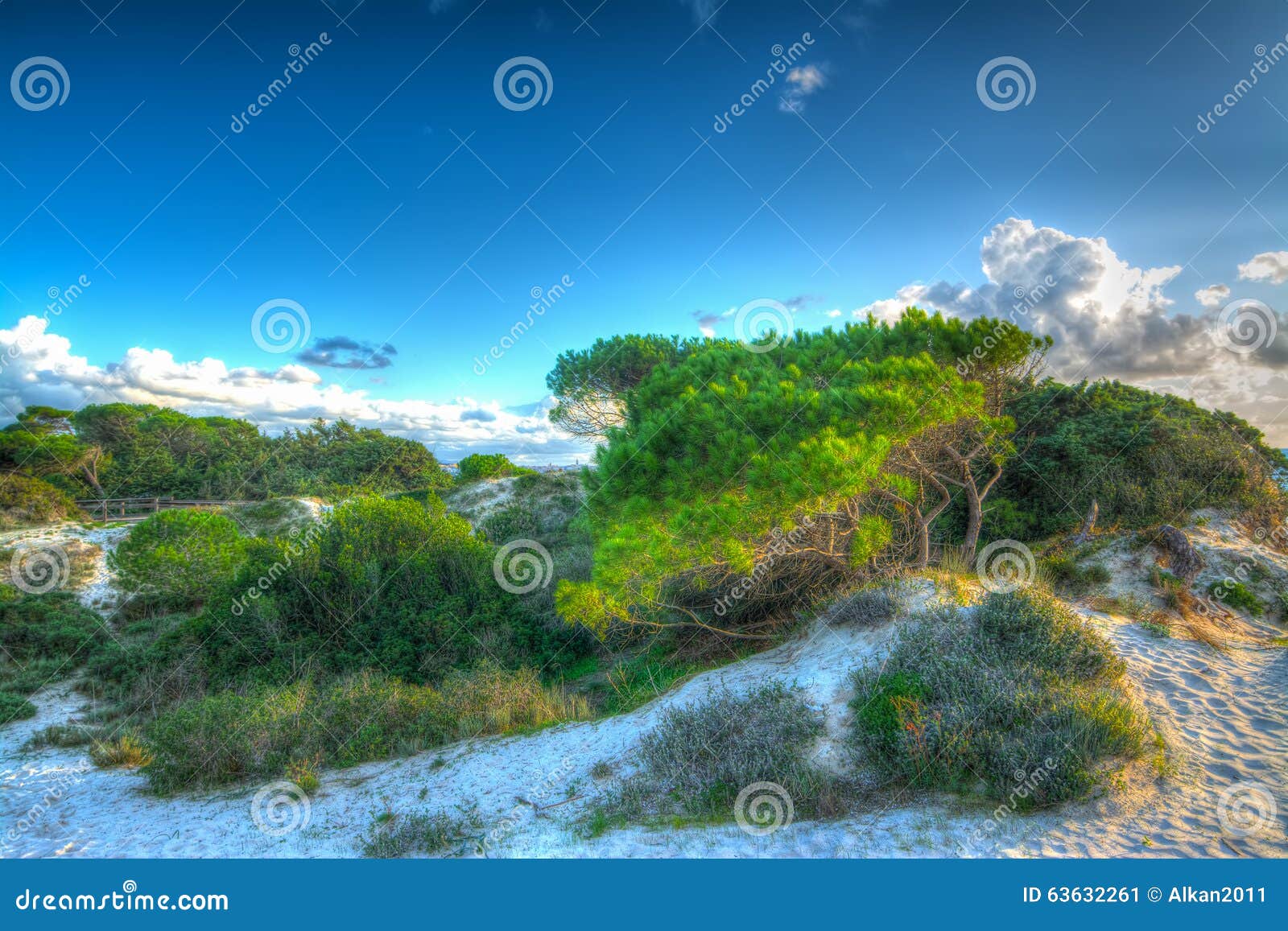 Pine Trees and Sand Dunes in Maria Pia at Sunset Stock Image - Image of ...