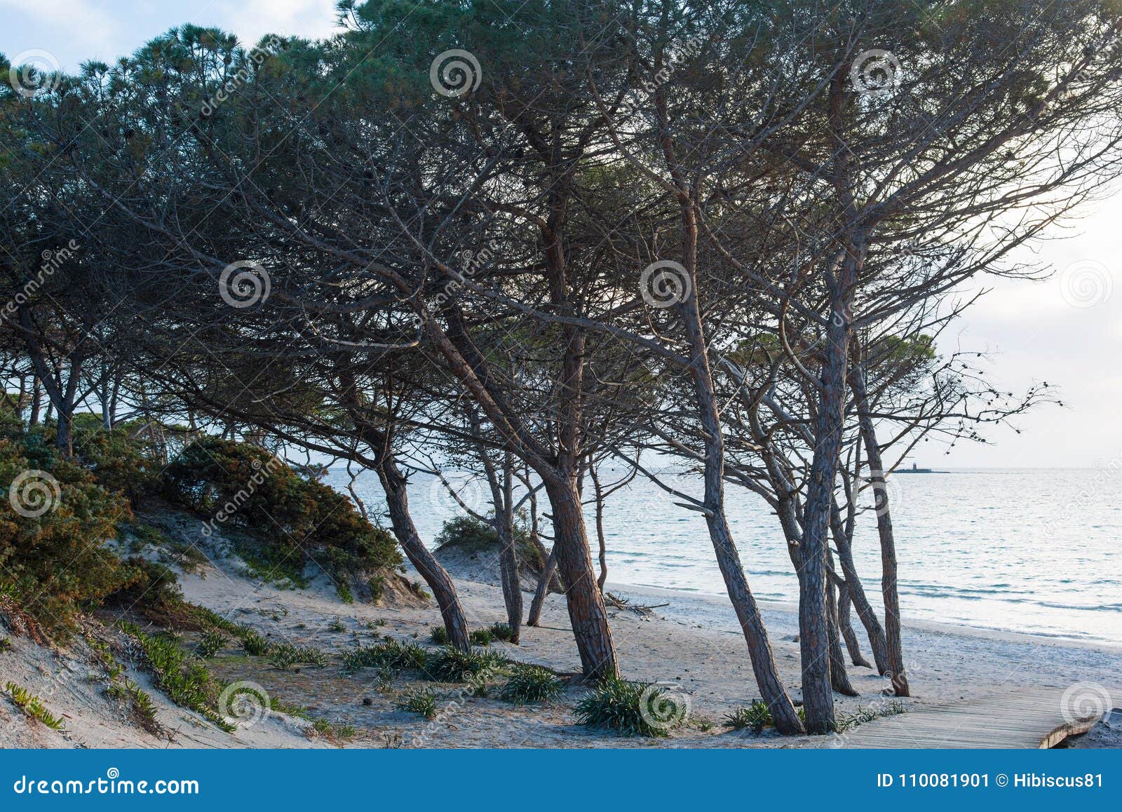 Pine trees in the sand stock image. Image of coastline - 110081901