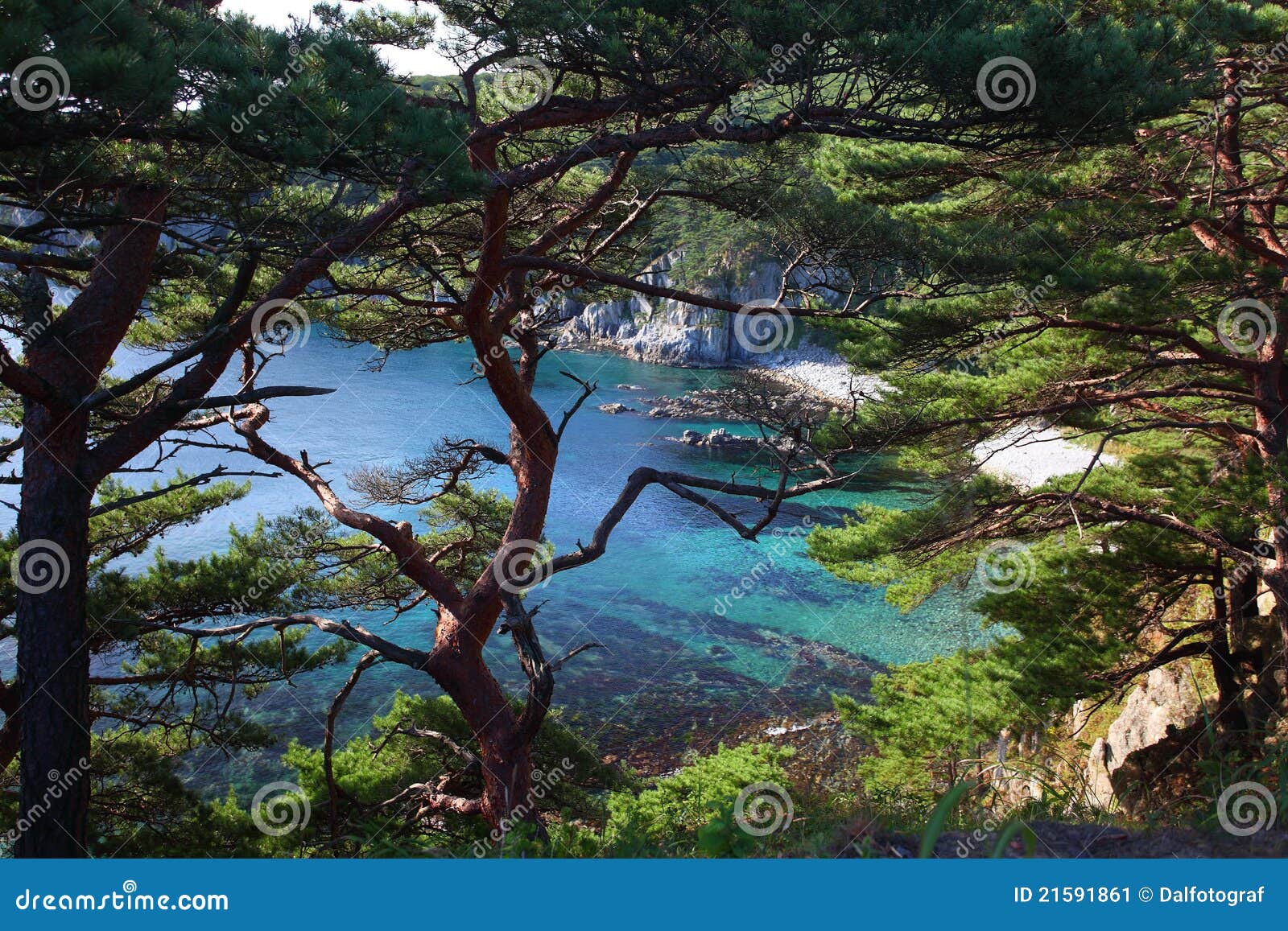 Pine trees and the sea stock image. Image of branches - 21591861